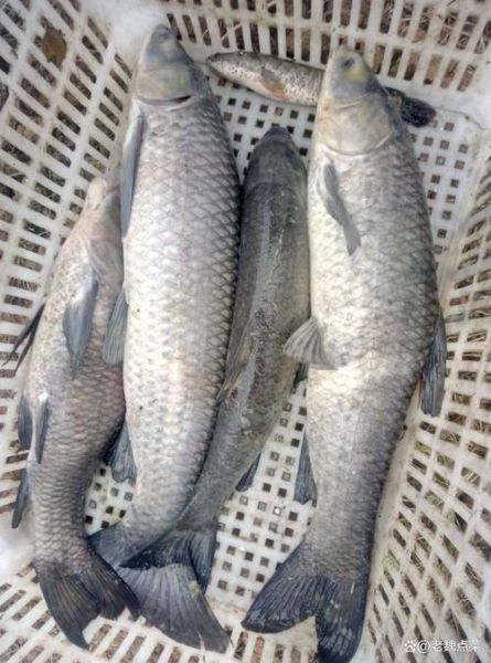 青鱼图适合挂哪里_青鱼图风水禁忌有哪些-第2张图片-山城妙识