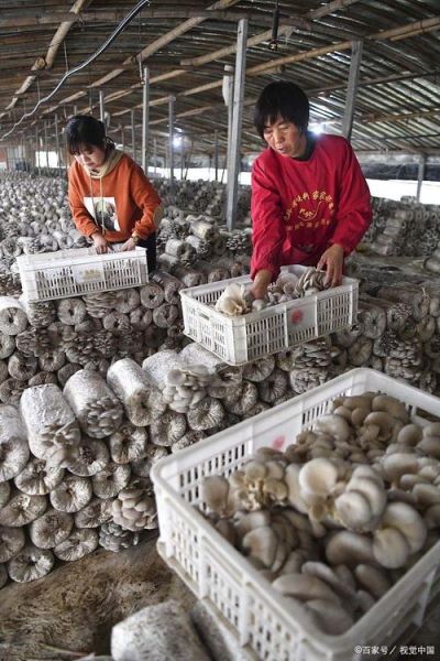 双孢菇栽培技术_如何提高产量与品质-第2张图片-山城妙识 双孢菇栽培技术_如何提高产量与品质-第2张图片-山城妙识