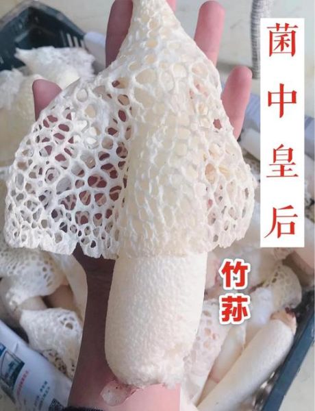 香菇木耳竹荪牛肝菌属于真菌吗_真菌分类与营养差异-第3张图片-山城妙识