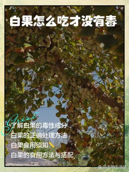 白果中毒怎么办_白果中毒如何解除-第2张图片-山城妙识