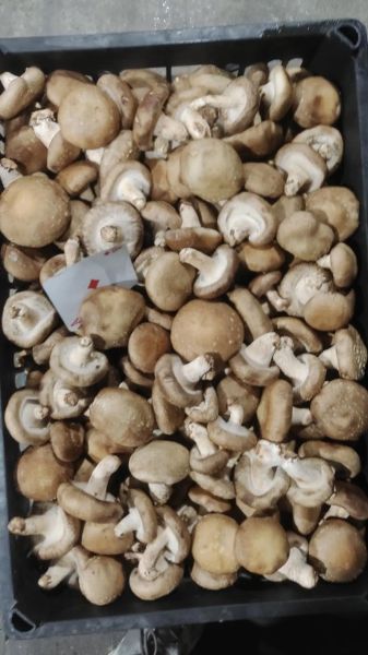 香菇图片大全大图_如何挑选优质香菇-第2张图片-山城妙识 香菇图片大全大图_如何挑选优质香菇-第2张图片-山城妙识