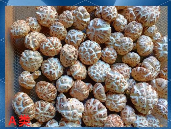 香菇图片大全大图_如何挑选优质香菇-第1张图片-山城妙识 香菇图片大全大图_如何挑选优质香菇-第1张图片-山城妙识