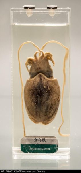 黄金乌贼是什么_黄金乌贼好吃吗-第2张图片-山城妙识 黄金乌贼是什么_黄金乌贼好吃吗-第2张图片-山城妙识