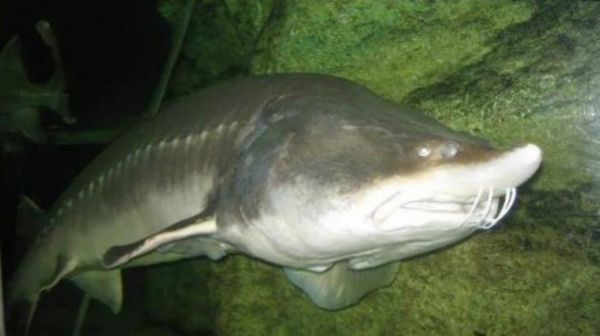 鲟鳇鱼价格多少钱一斤_鲟鳇鱼为什么这么贵-第2张图片-山城妙识 鲟鳇鱼价格多少钱一斤_鲟鳇鱼为什么这么贵-第2张图片-山城妙识