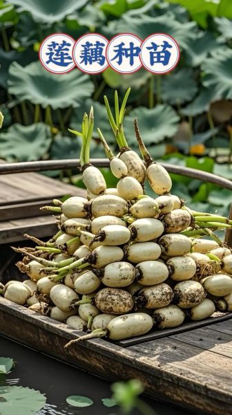 莲藕种植基地选址_莲藕种植技术要点-第2张图片-山城妙识