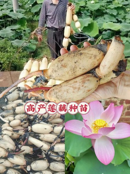 莲藕种植基地选址_莲藕种植技术要点-第3张图片-山城妙识