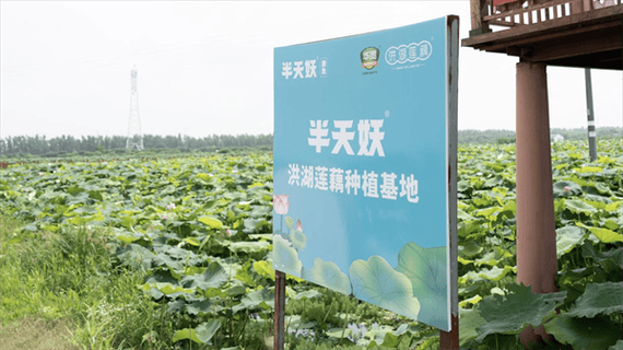 莲藕种植基地选址_莲藕种植技术要点-第1张图片-山城妙识