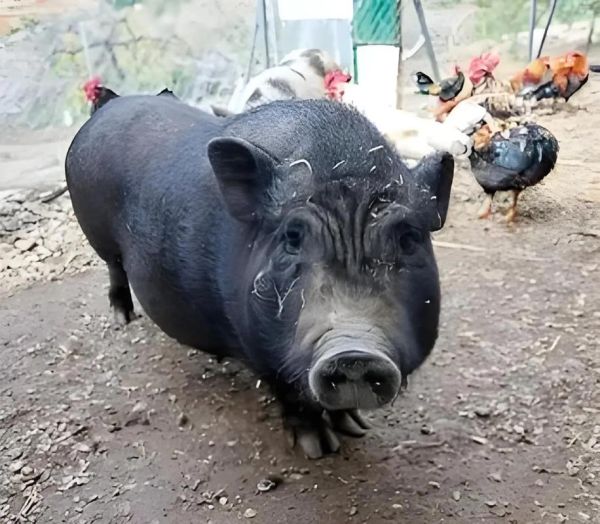 黑猪肉多少钱一斤_黑猪肉价格为什么贵-第3张图片-山城妙识