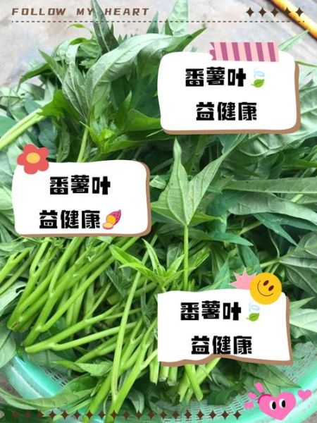 地瓜叶的功效与作用_地瓜叶怎么吃最营养-第3张图片-山城妙识