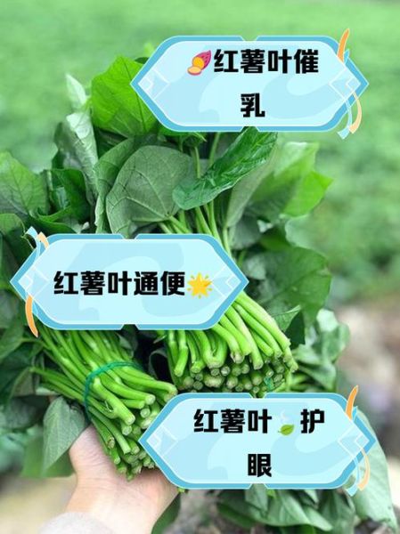 地瓜叶的功效与作用_地瓜叶怎么吃最营养-第2张图片-山城妙识