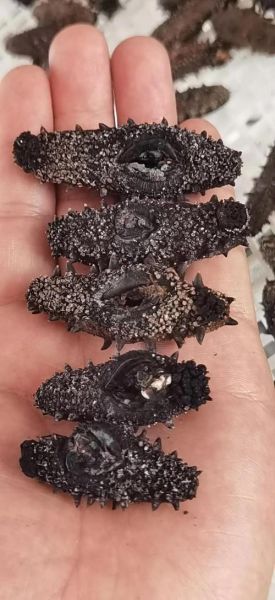 烟台最大海参批发市场在哪_怎么选干海参-第3张图片-山城妙识