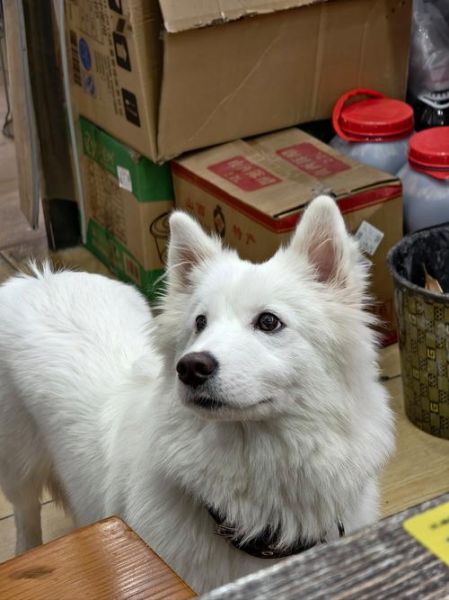 陕西裤带面怎么做_正宗裤带面哪里吃-第2张图片-山城妙识