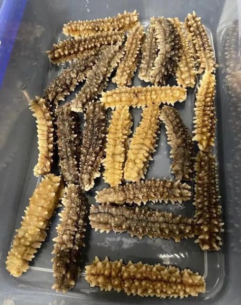 冷冻海参怎么泡发_冷冻海参怎么吃最好-第1张图片-山城妙识 冷冻海参怎么泡发_冷冻海参怎么吃最好-第1张图片-山城妙识