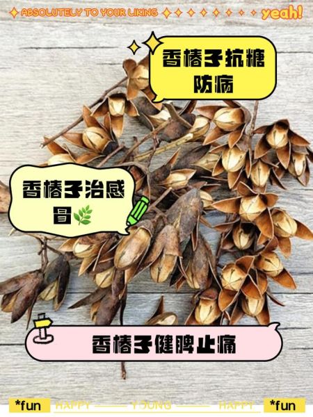 香椿种子怎么吃_香椿种子的药用价值-第2张图片-山城妙识 香椿种子怎么吃_香椿种子的药用价值-第2张图片-山城妙识