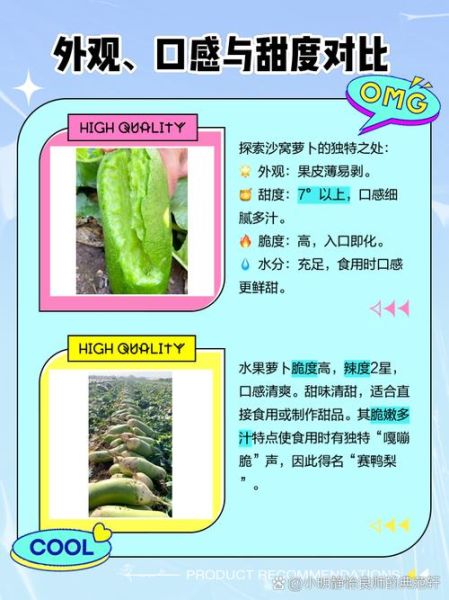 沙窝萝卜和青萝卜的区别_哪个更好吃-第1张图片-山城妙识 沙窝萝卜和青萝卜的区别_哪个更好吃-第1张图片-山城妙识