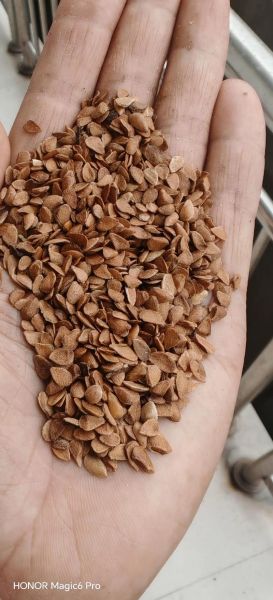 香椿种子怎么吃_香椿种子的药用价值-第3张图片-山城妙识 香椿种子怎么吃_香椿种子的药用价值-第3张图片-山城妙识