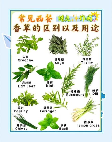 香草有哪些品种_如何在家种香草-第1张图片-山城妙识 香草有哪些品种_如何在家种香草-第1张图片-山城妙识