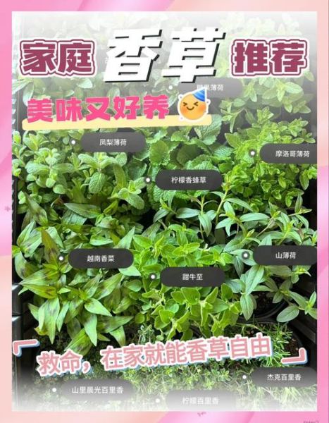 香草有哪些品种_如何在家种香草-第2张图片-山城妙识 香草有哪些品种_如何在家种香草-第2张图片-山城妙识