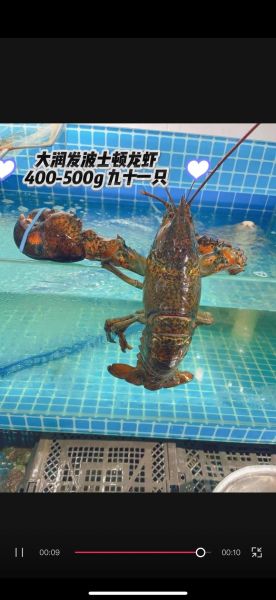 2019年大龙虾多少钱一斤_大龙虾价格走势-第3张图片-山城妙识 2019年大龙虾多少钱一斤_大龙虾价格走势-第3张图片-山城妙识
