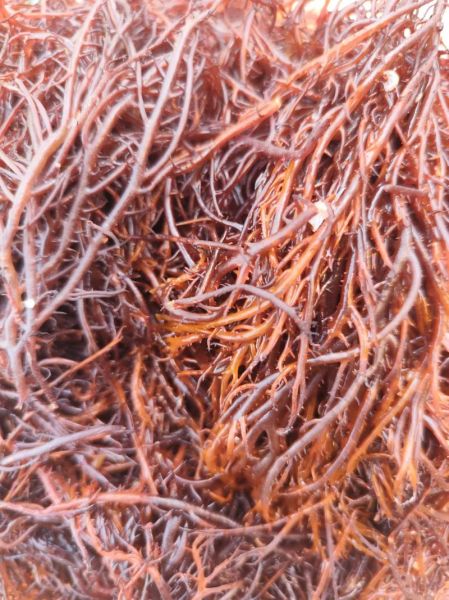 白色龙须菜是人造的吗_白色龙须菜和天然龙须菜区别-第2张图片-山城妙识