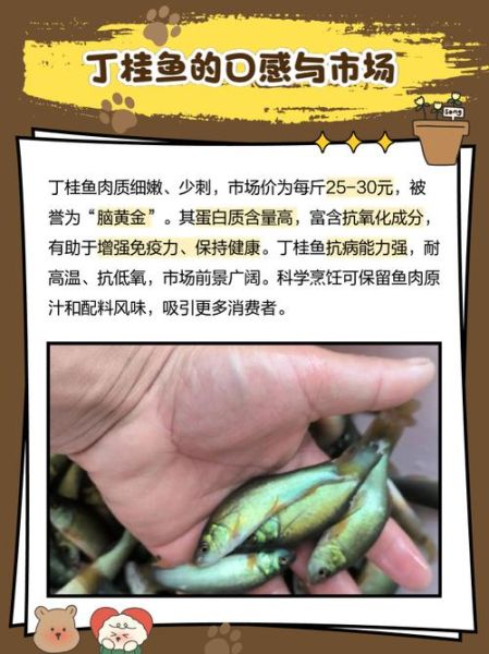 丁桂鱼喜欢吃什么饵料_丁桂鱼饵料配方大全-第1张图片-山城妙识