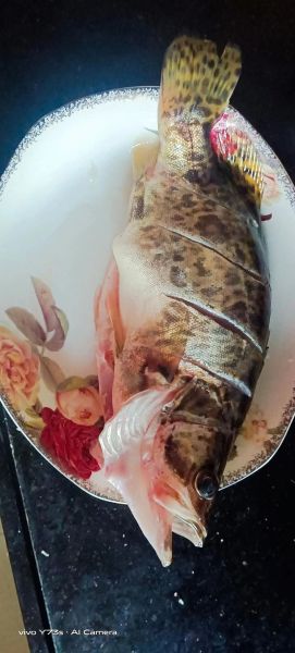 桂花鱼图片大全_桂花鱼怎么挑选-第2张图片-山城妙识 桂花鱼图片大全_桂花鱼怎么挑选-第2张图片-山城妙识