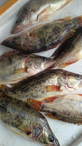 桂花鱼图片大全_桂花鱼怎么挑选-第1张图片-山城妙识 桂花鱼图片大全_桂花鱼怎么挑选-第1张图片-山城妙识