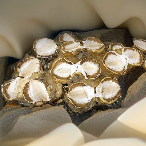 干竹荪蛋怎么泡发_干竹荪蛋炖汤的做法-第1张图片-山城妙识