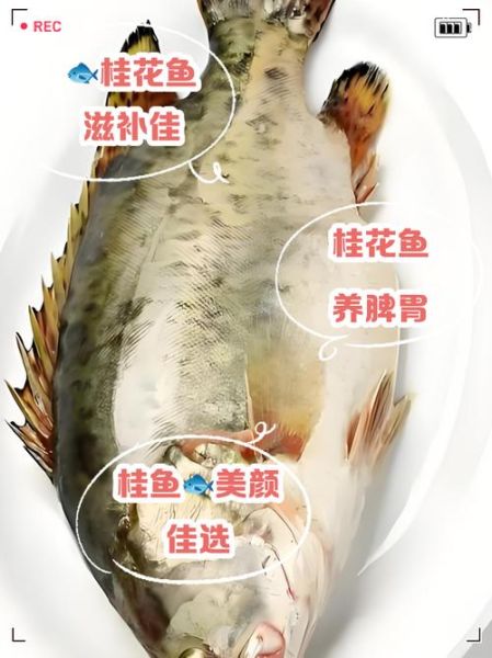 桂花鱼图片大全_桂花鱼怎么挑选-第3张图片-山城妙识 桂花鱼图片大全_桂花鱼怎么挑选-第3张图片-山城妙识