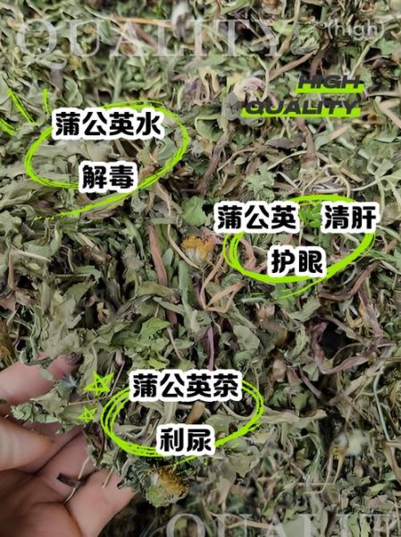 婆婆丁根泡水喝的功效与副作用_哪些人不能喝-第3张图片-山城妙识