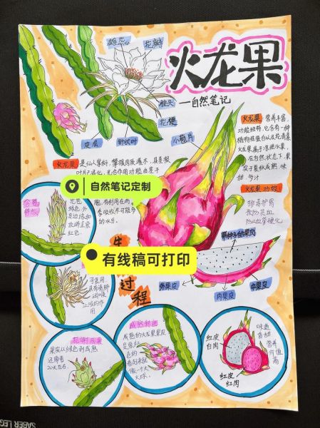 火龙果怎么种_火龙果种植方法图解-第3张图片-山城妙识 火龙果怎么种_火龙果种植方法图解-第3张图片-山城妙识