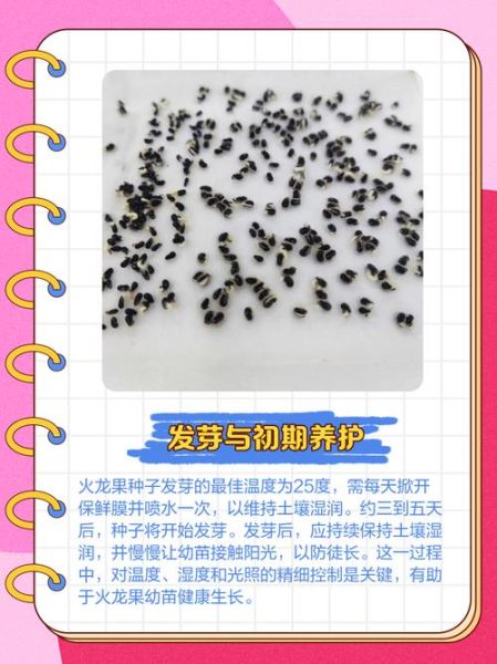 火龙果怎么种_火龙果种植方法图解-第2张图片-山城妙识 火龙果怎么种_火龙果种植方法图解-第2张图片-山城妙识