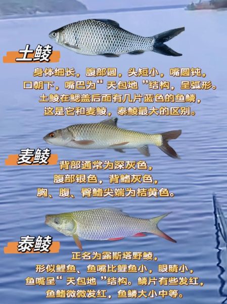 鲮鱼刺多吗_鲮鱼适合宝宝吃吗-第1张图片-山城妙识