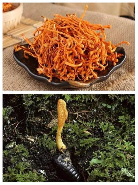 蝉蛹草的功效与作用_蝉蛹草的禁忌有哪些-第3张图片-山城妙识