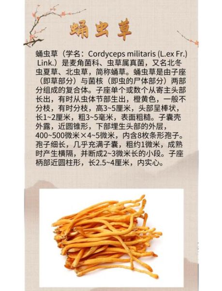 蝉蛹草的功效与作用_蝉蛹草的禁忌有哪些-第1张图片-山城妙识