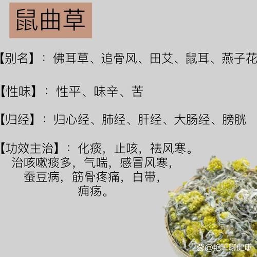 鼠曲草长什么样_鼠曲草的功效与作用-第1张图片-山城妙识