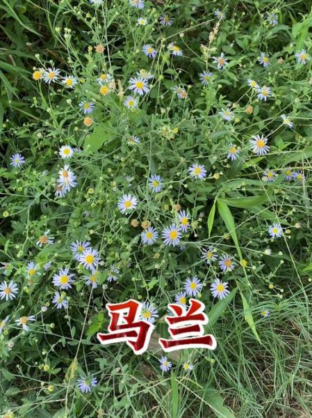 马兰头有什么功效与作用_马兰头食用禁忌有哪些-第3张图片-山城妙识