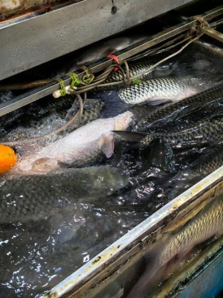 菜市场常见鱼类有哪些_如何挑选新鲜鱼-第2张图片-山城妙识 菜市场常见鱼类有哪些_如何挑选新鲜鱼-第2张图片-山城妙识