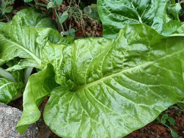 莙达菜怎么种_莙达菜营养价值-第3张图片-山城妙识 莙达菜怎么种_莙达菜营养价值-第3张图片-山城妙识