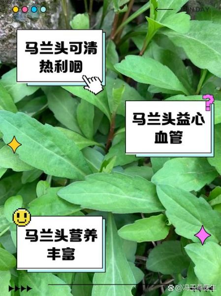 马兰头有什么功效与作用_马兰头食用禁忌有哪些-第2张图片-山城妙识
