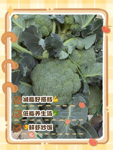 西兰花有什么营养价值_西兰花怎么吃好-第3张图片-山城妙识 西兰花有什么营养价值_西兰花怎么吃好-第3张图片-山城妙识