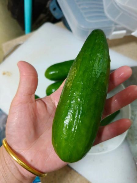 荷兰瓜的功效与作用_荷兰瓜怎么吃最营养-第3张图片-山城妙识 荷兰瓜的功效与作用_荷兰瓜怎么吃最营养-第3张图片-山城妙识