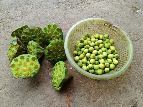 莲蓬能减肥吗_莲蓬怎么吃减肥效果好-第1张图片-山城妙识 莲蓬能减肥吗_莲蓬怎么吃减肥效果好-第1张图片-山城妙识