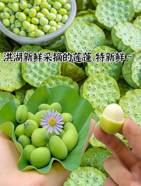 莲蓬能减肥吗_莲蓬怎么吃减肥效果好-第2张图片-山城妙识 莲蓬能减肥吗_莲蓬怎么吃减肥效果好-第2张图片-山城妙识