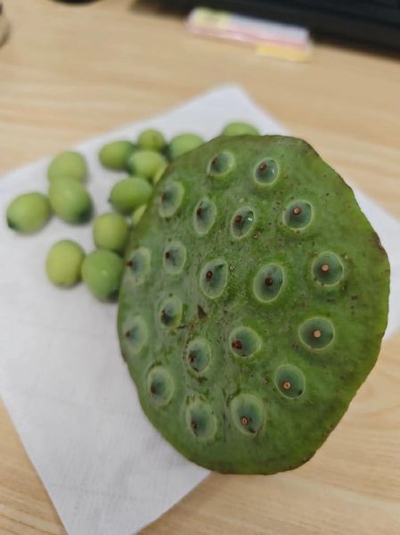 莲蓬能减肥吗_莲蓬怎么吃减肥效果好-第3张图片-山城妙识 莲蓬能减肥吗_莲蓬怎么吃减肥效果好-第3张图片-山城妙识