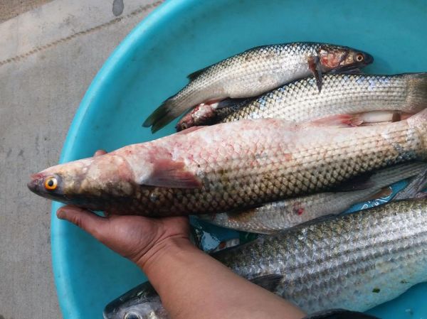 梭鱼多少钱一斤_梭鱼价格受哪些因素影响-第1张图片-山城妙识 梭鱼多少钱一斤_梭鱼价格受哪些因素影响-第1张图片-山城妙识