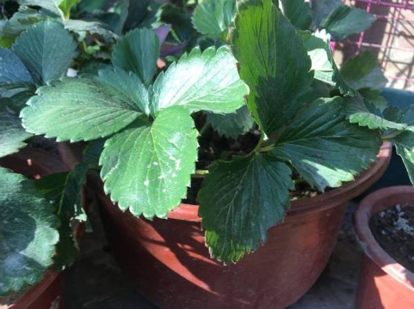 草莓怎么种_草莓种植方法全过程-第2张图片-山城妙识