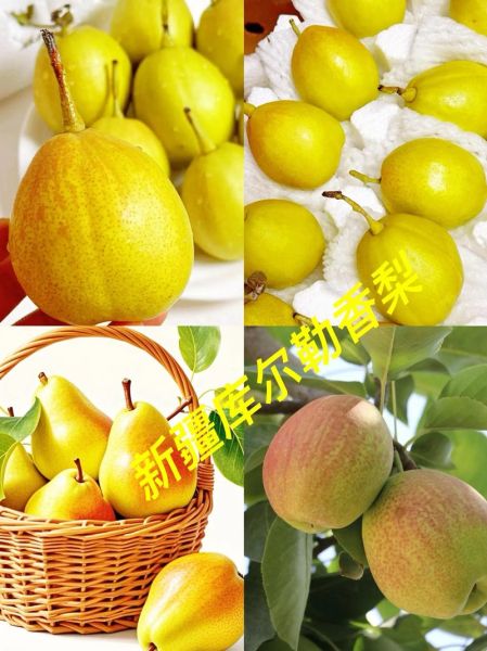 香梨怎么挑选_香梨产地哪里最正宗-第1张图片-山城妙识