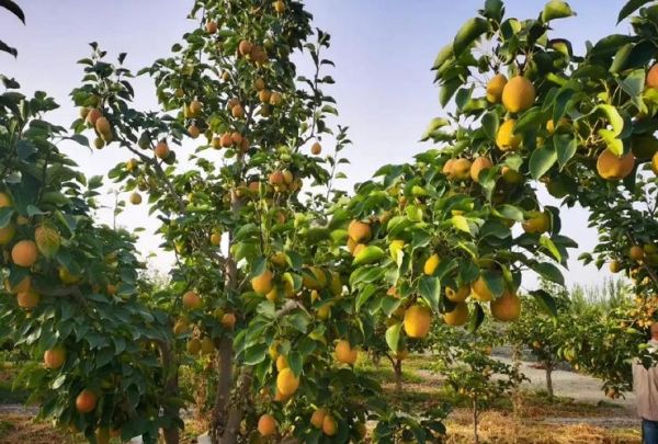 香梨怎么挑选_香梨产地哪里最正宗-第2张图片-山城妙识