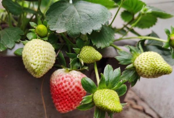 草莓怎么种_草莓种植方法全过程-第3张图片-山城妙识